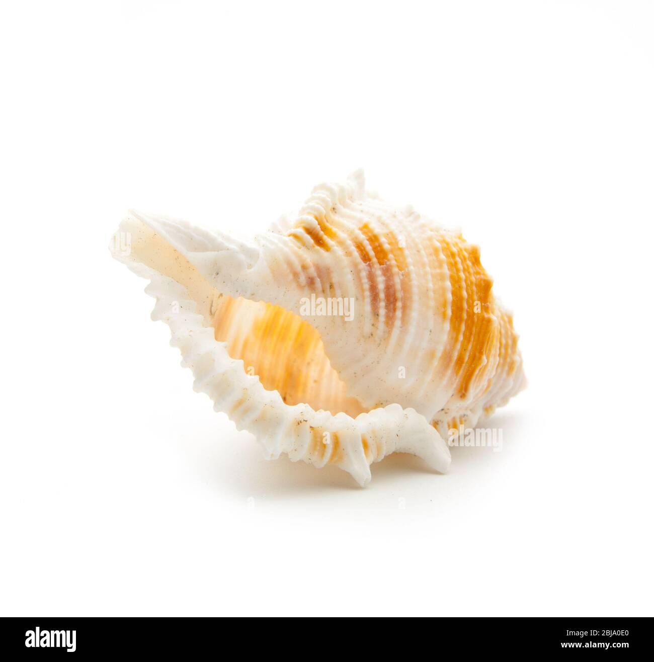 Set blue seashells design Cut Out Stock Images & Pictures - Alamy