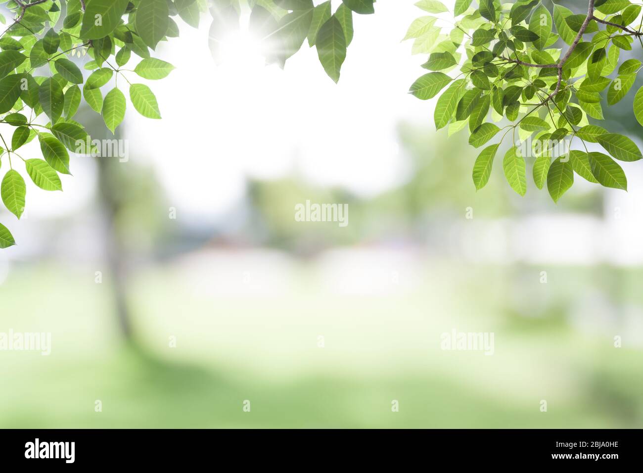Beautiful fresh spring green leaves Stock Photo - Alamy