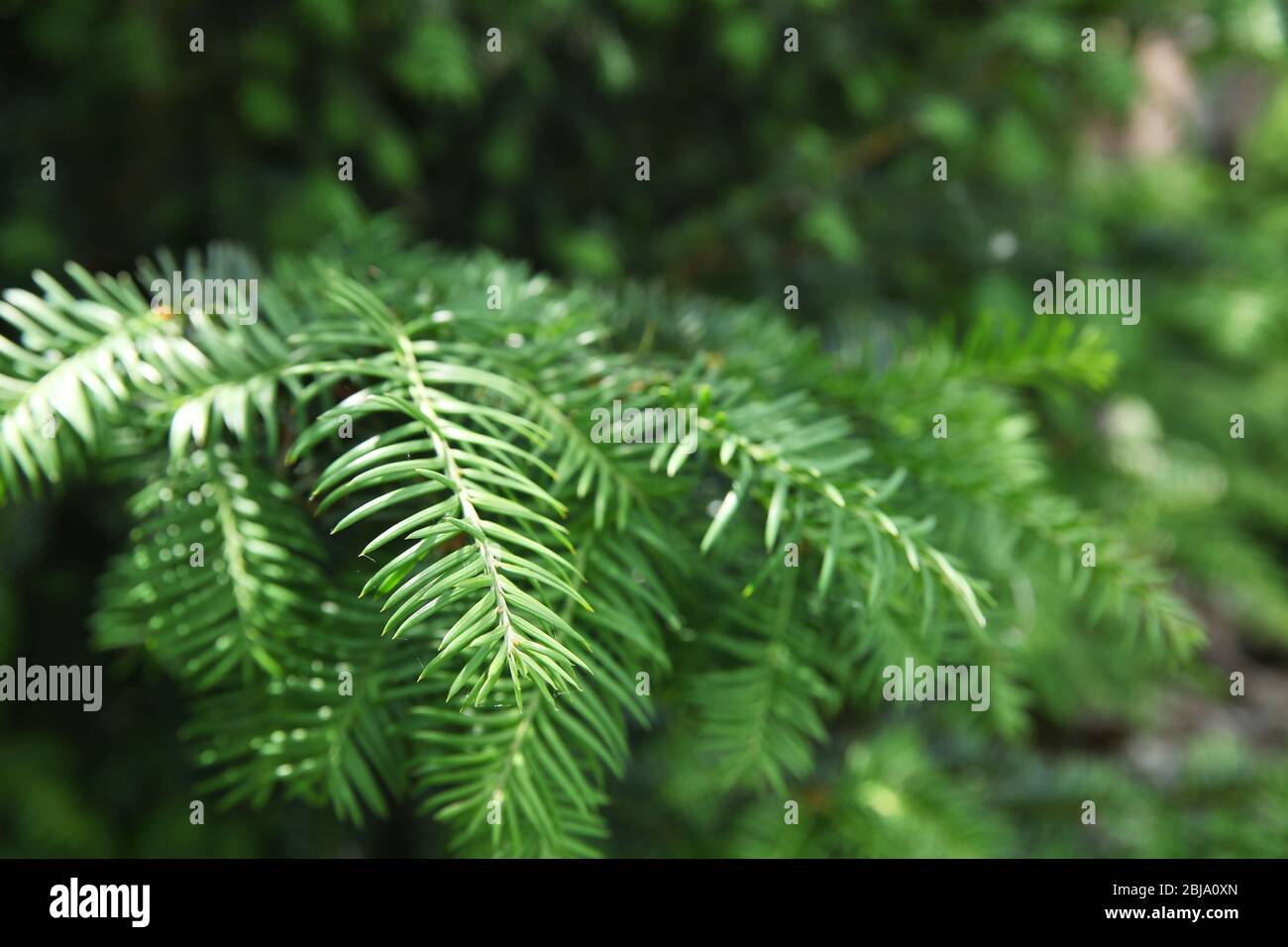 Green needle background Stock Photo - Alamy