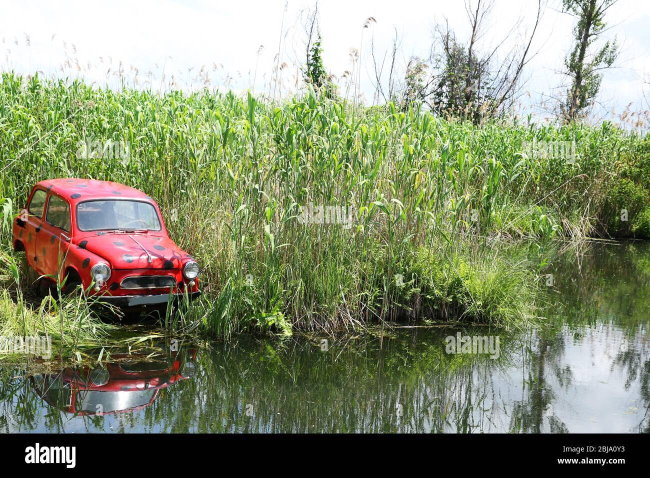 Red car in canes near pond Stock Photo - Alamy