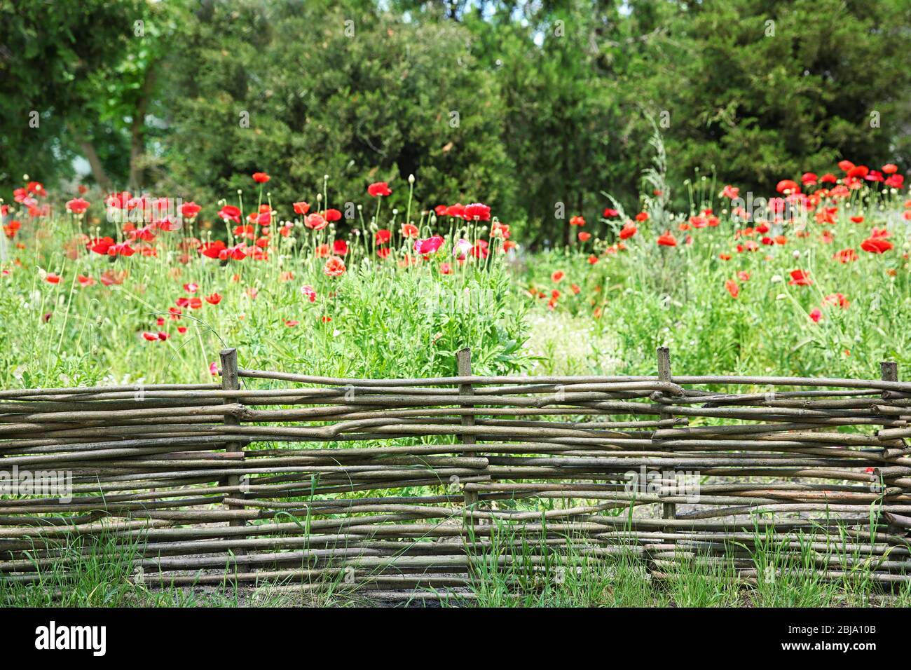 Poppies behind fence hi-res stock photography and images - Alamy