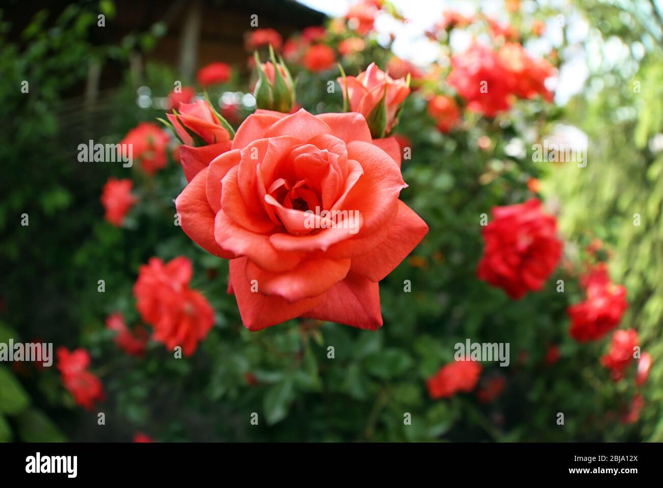 Beautiful rose bush Stock Photo - Alamy