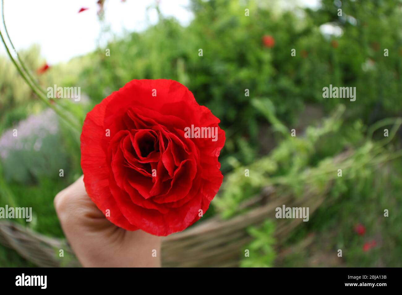 Beautiful red poppy in woman's hand Stock Photo - Alamy