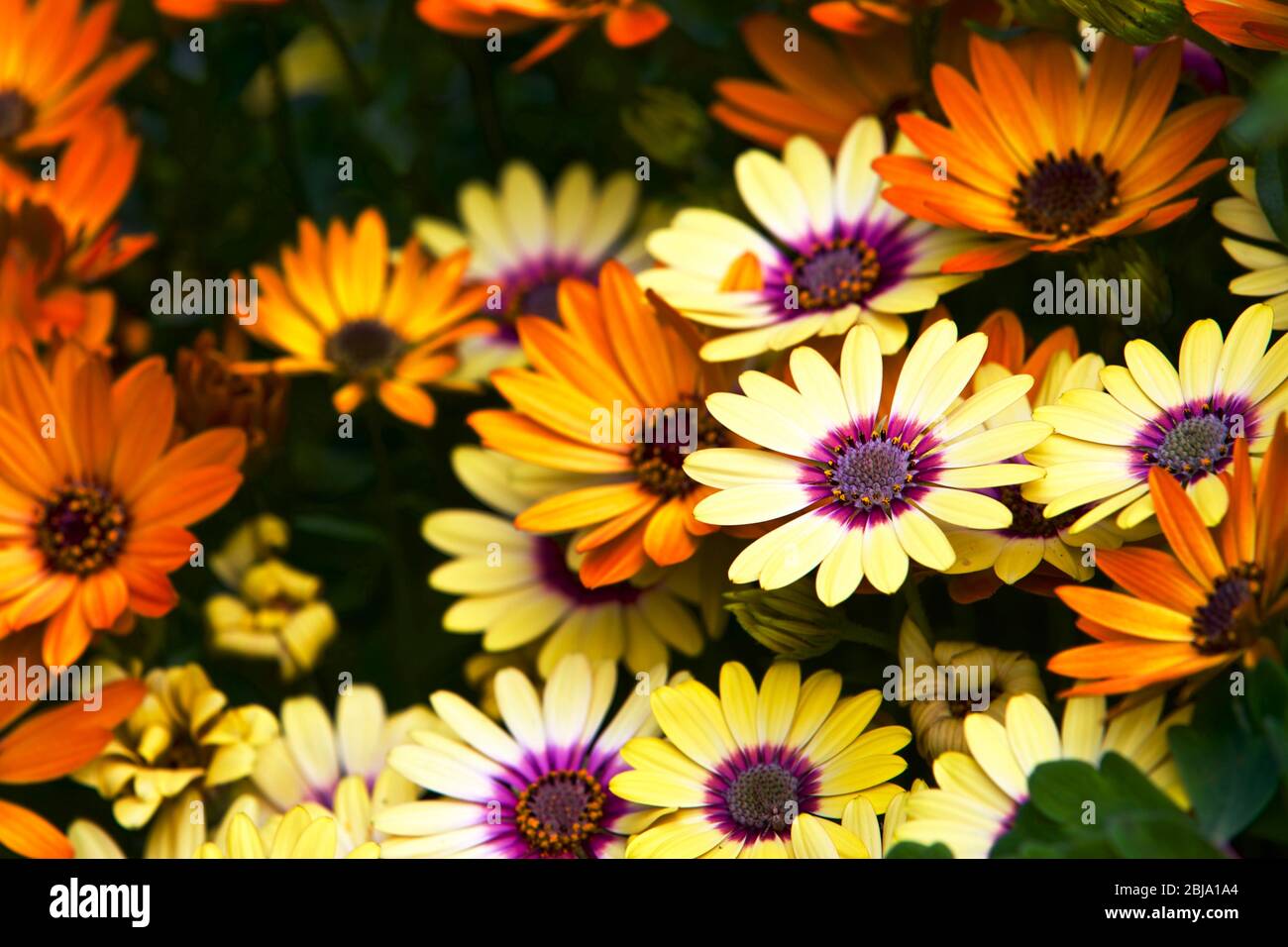 Dimorphotheca osteospermum hi-res stock photography and images - Alamy
