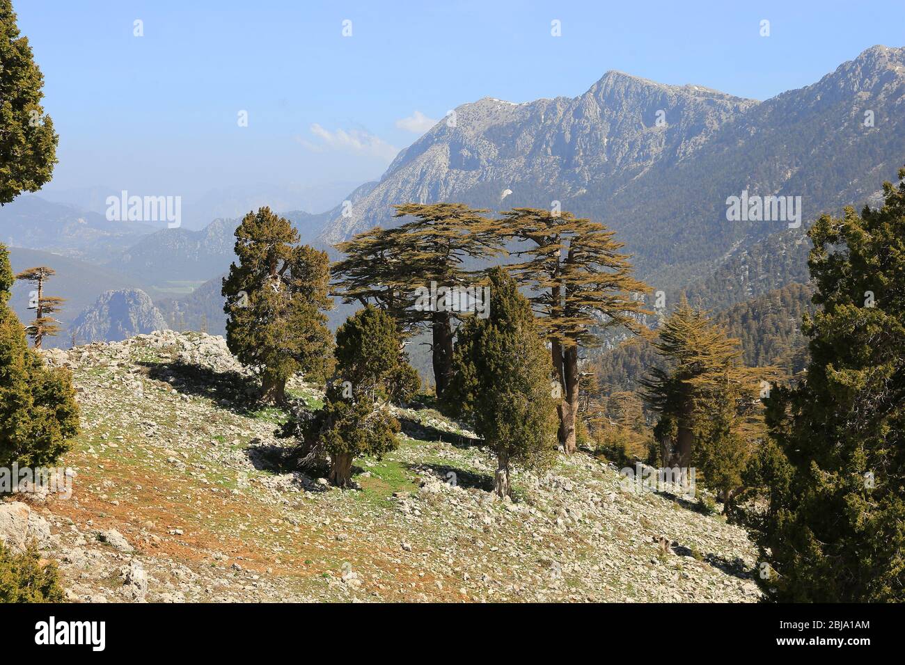 Cedar trees in mountain rocky valley in sunny day. Turkey, Likya Yolu ...