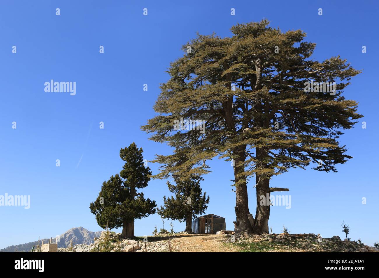 big cedar trees on stones in mountains on blue sky background. Likya ...