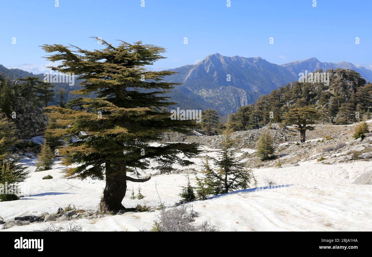 big cedar tree on snow in mountain valley. Likya Yolu famous tourist ...