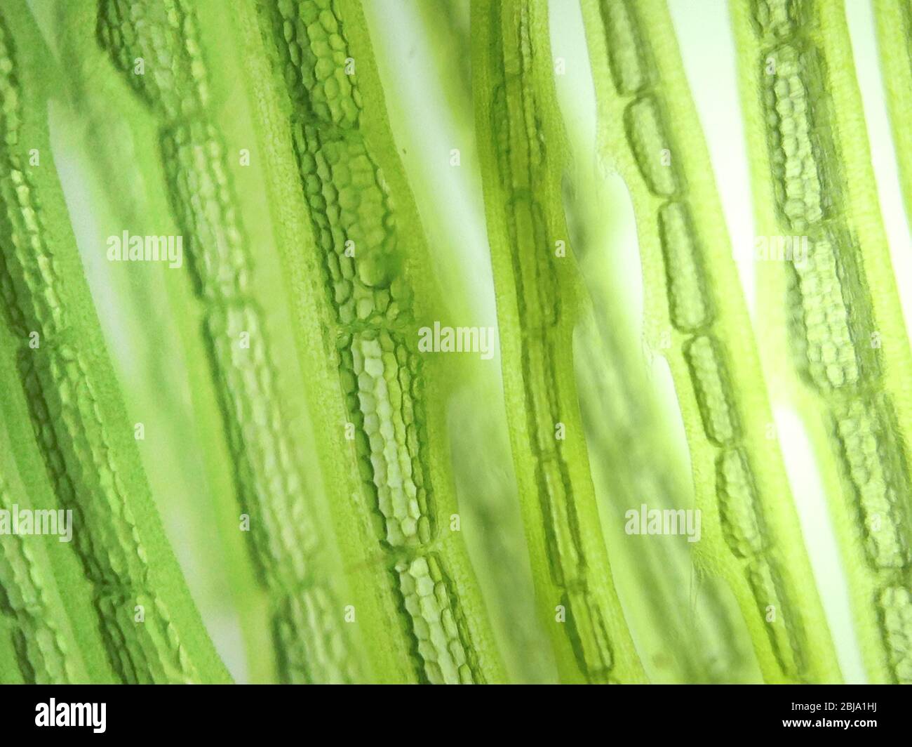 Beautiful zoom microorganism algae cell Stock Photo - Alamy