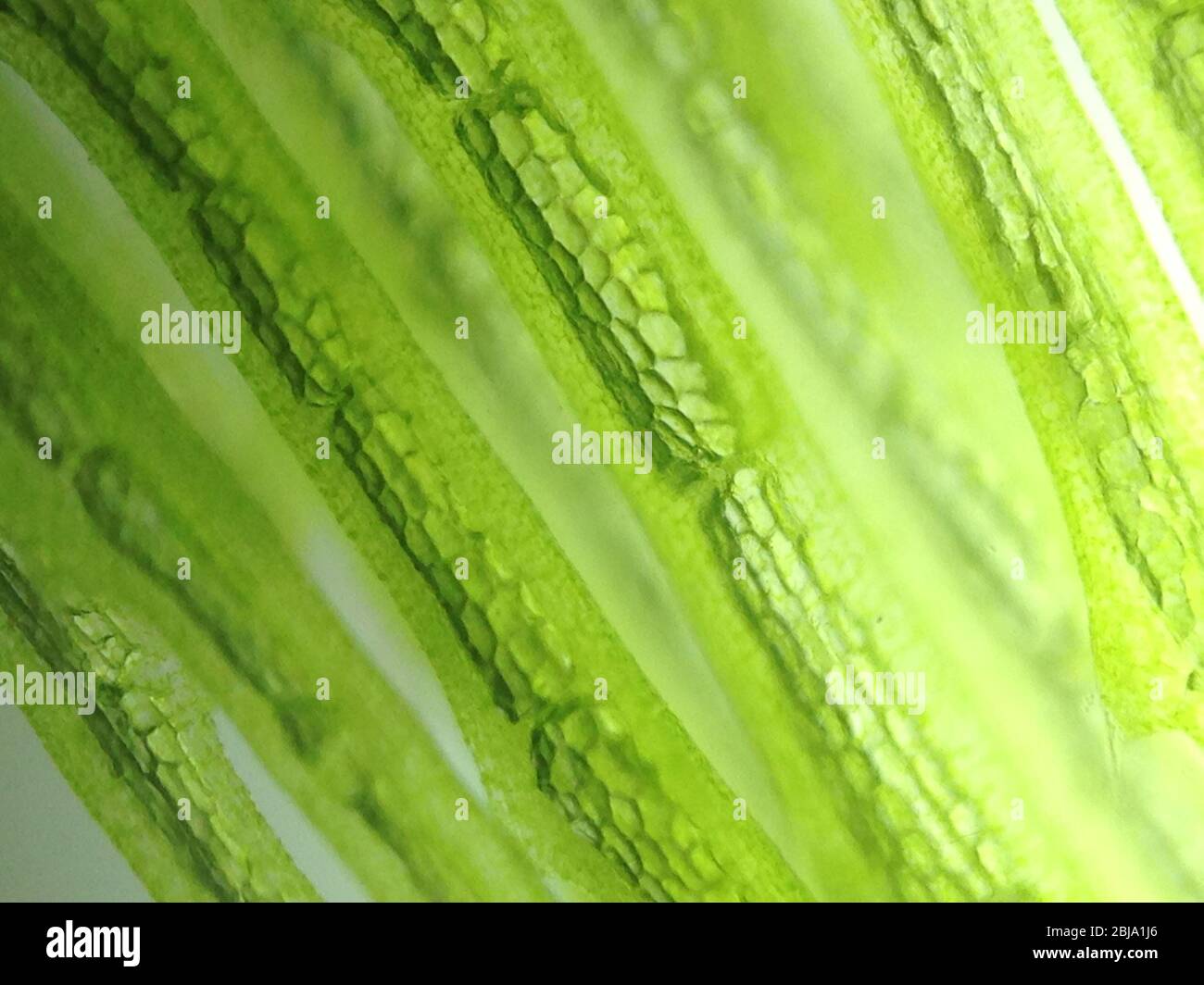 Algae cell hi-res stock photography and images - Alamy