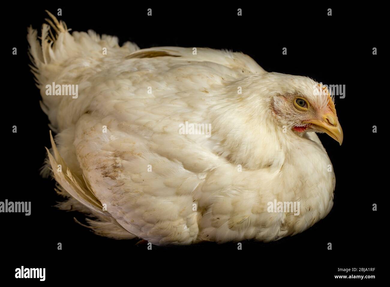 Chicken Broiler Poultry Chicken Coop Meat isolated on black background ...