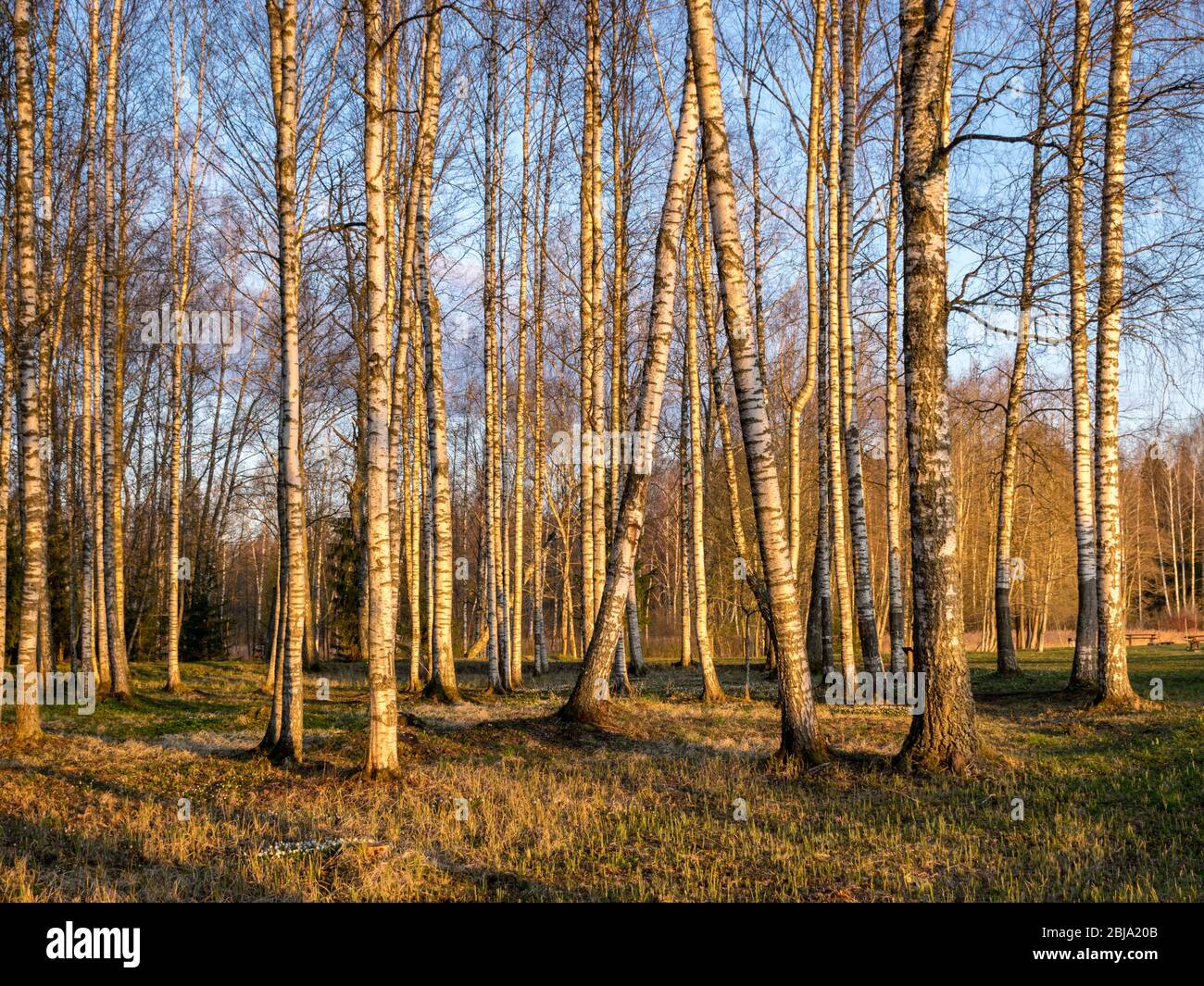 landscape with birch grove in spring, early morning, on the ground long ...
