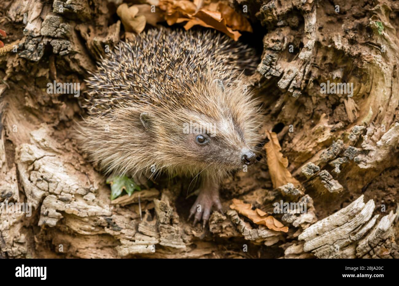 Wild, native hedgehog foraging in hedgehog friendly garden. Taken ...