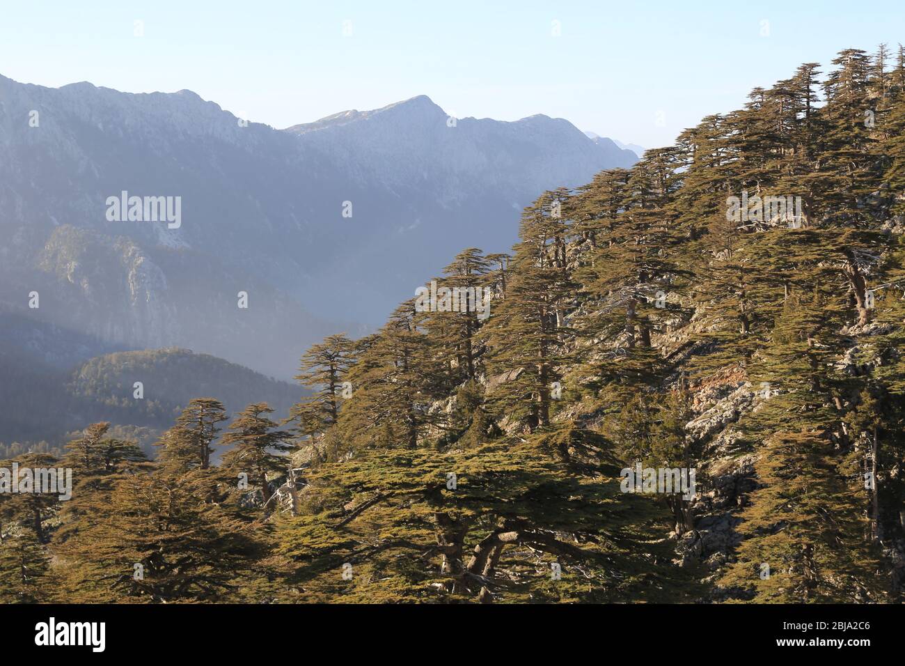 Cedar slope hi-res stock photography and images - Alamy