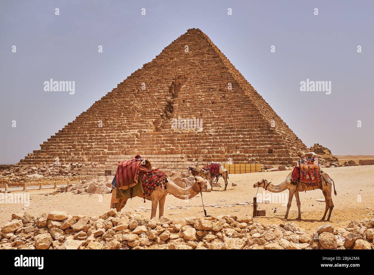 Three camels in front of the pyramids of giza hi-res stock photography ...