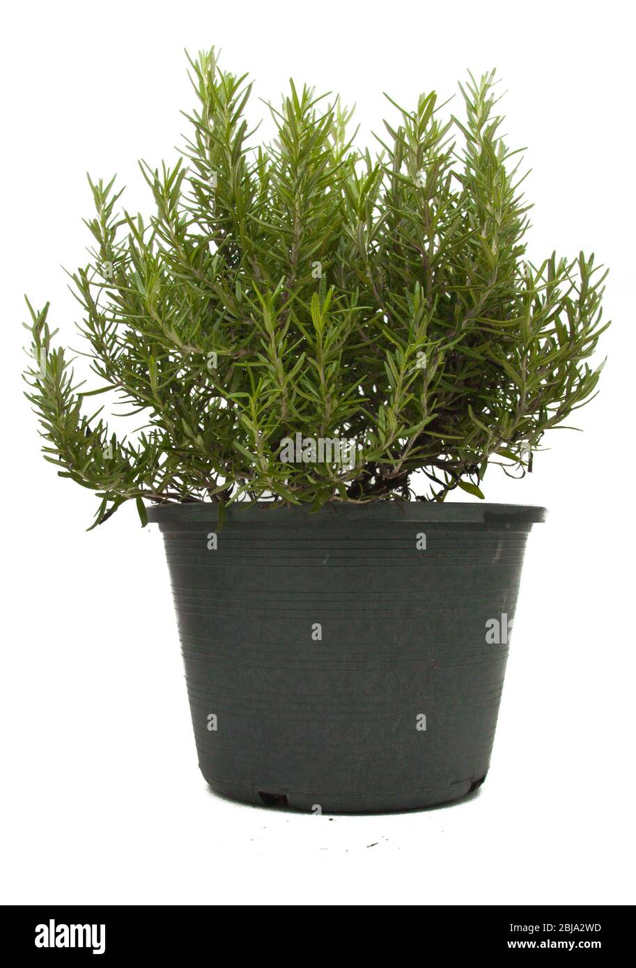 Rosemary tree hi-res stock photography and images - Alamy