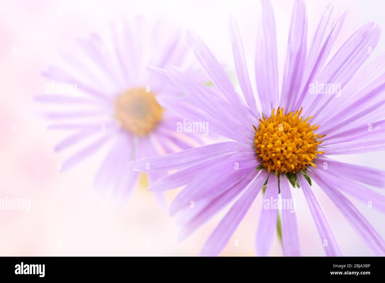 Beautiful violet daisy close hi-res stock photography and images - Alamy