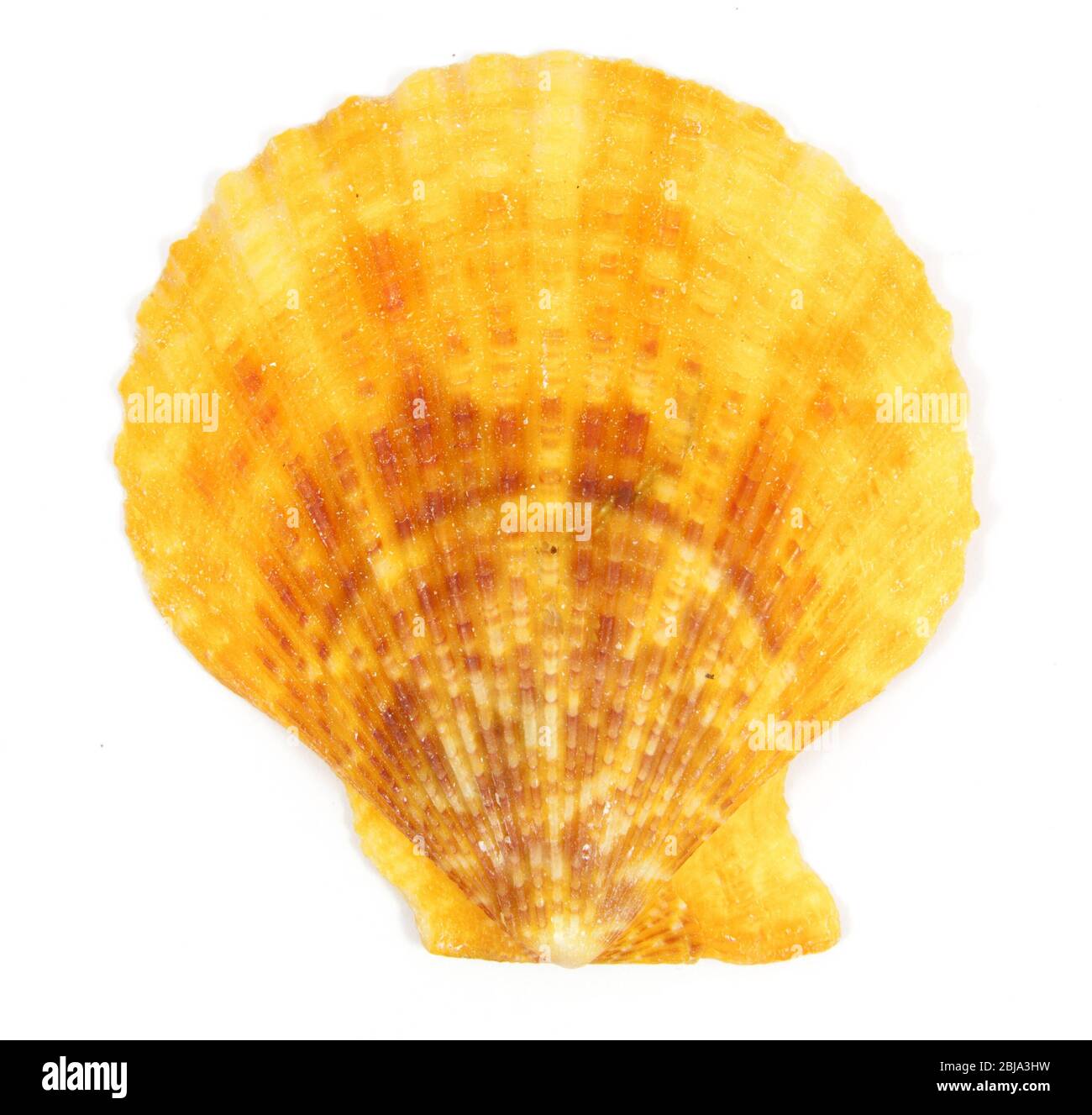 Yellow shell see pectinidae on the white background Stock Photo - Alamy
