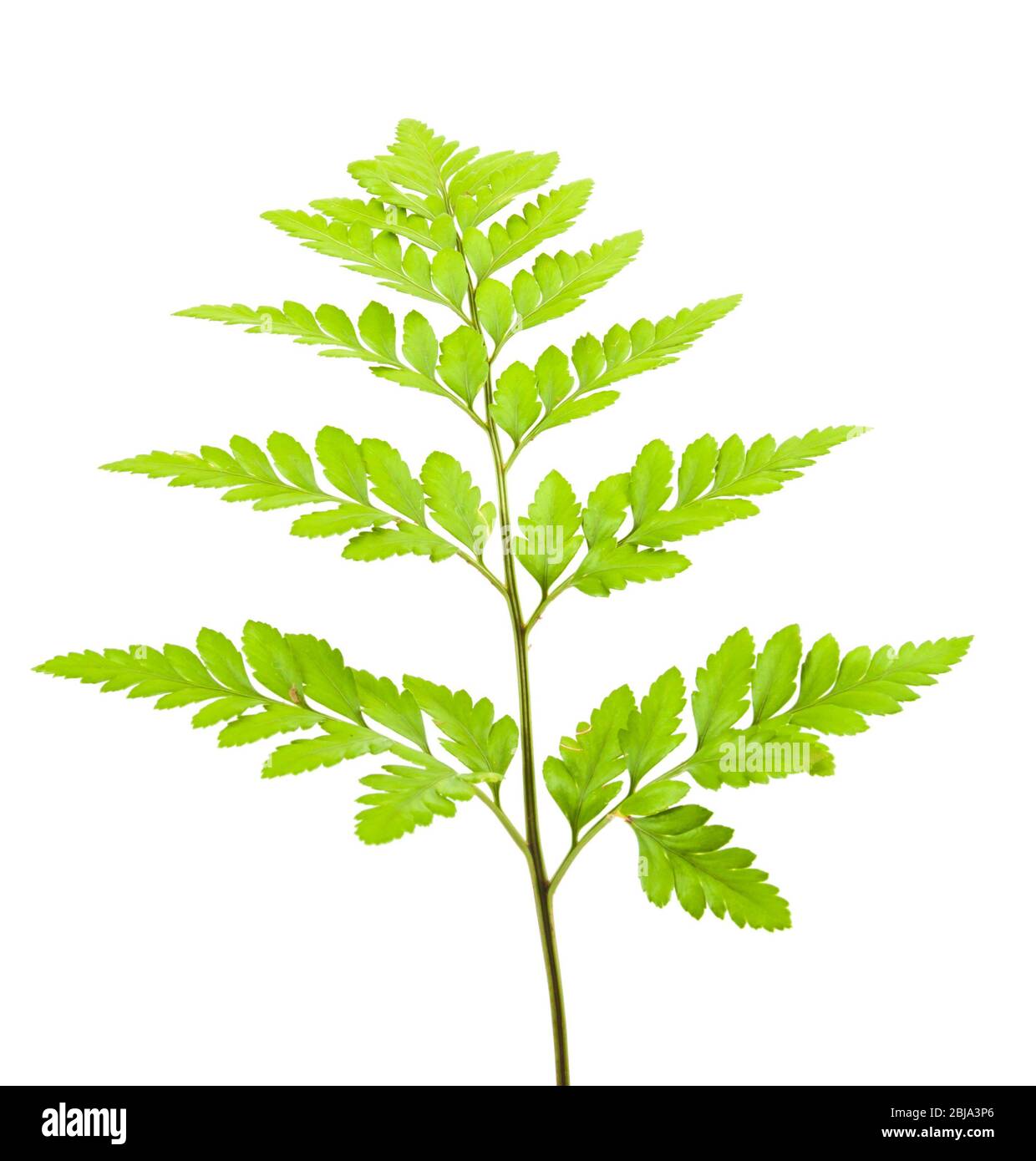 fern isolated on white background Stock Photo - Alamy