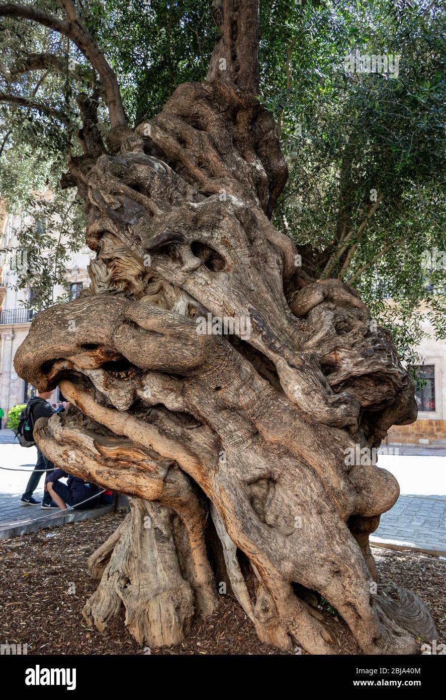the trunk of a very old olive tree in palma, mallorca, spain Stock ...
