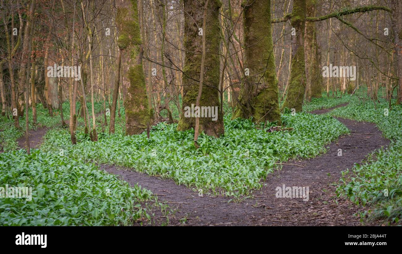 A path junction in woodland covered in wild garlic near Lennoxtown ...