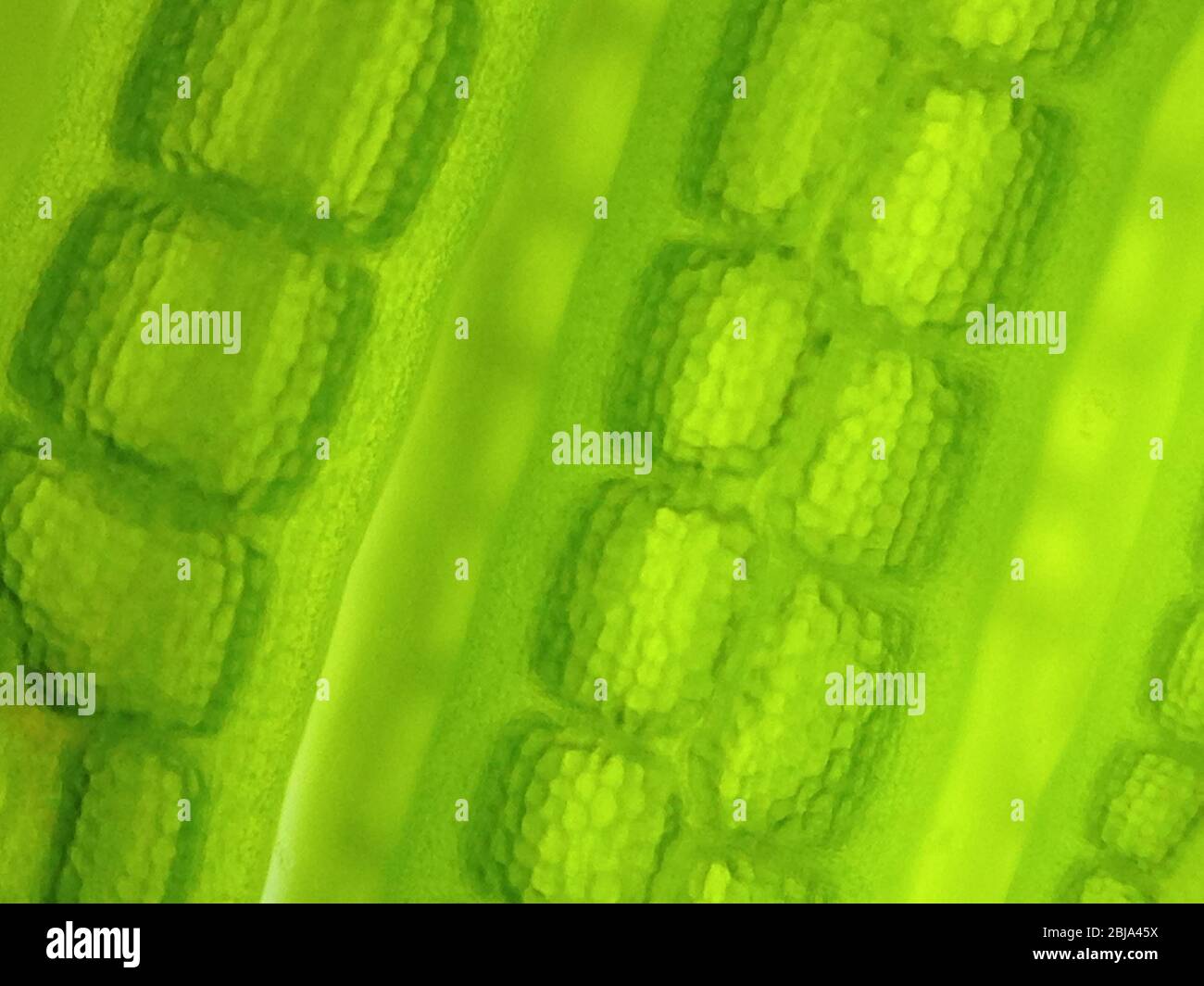 Beautiful zoom microorganism algae cell Stock Photo - Alamy