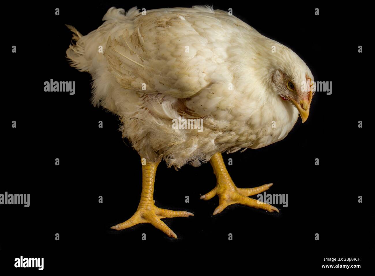 Chicken Broiler Poultry Chicken Coop Meat isolated on black background ...