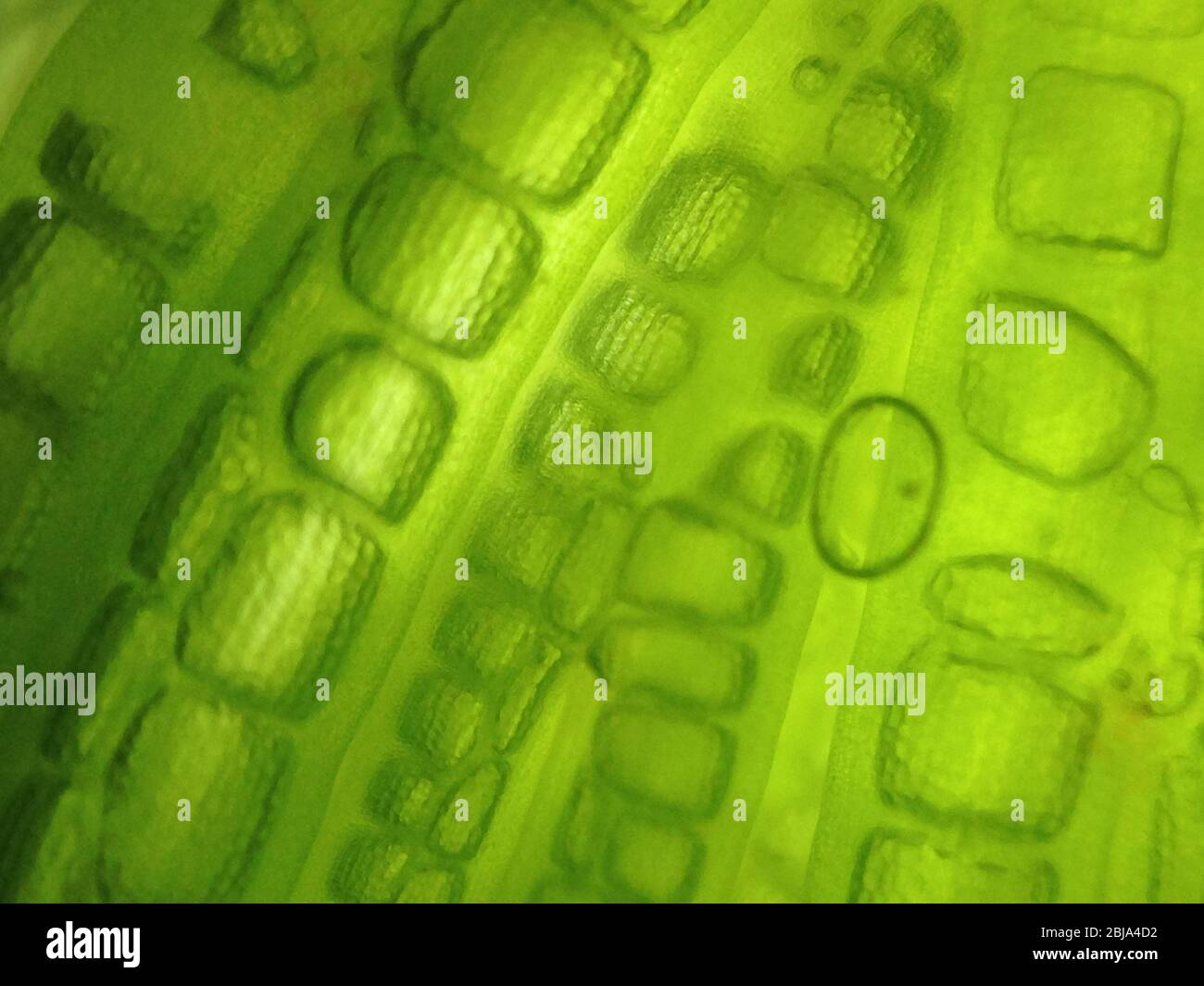 Beautiful zoom microorganism algae cell Stock Photo - Alamy