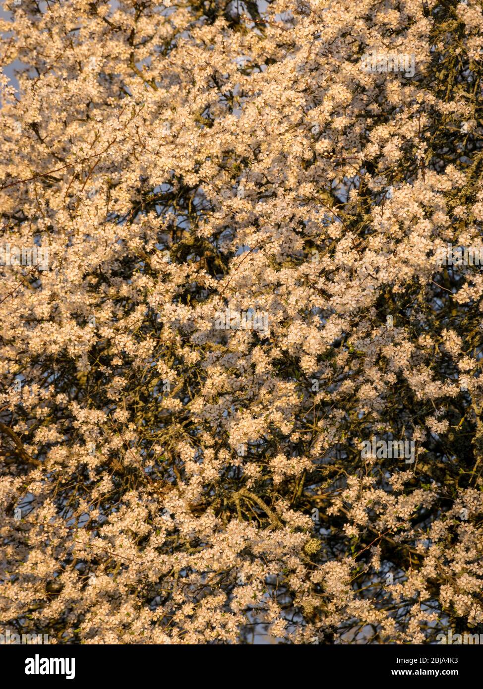 spring landscape with a beautiful flowering Caucasian plum tree, white ...
