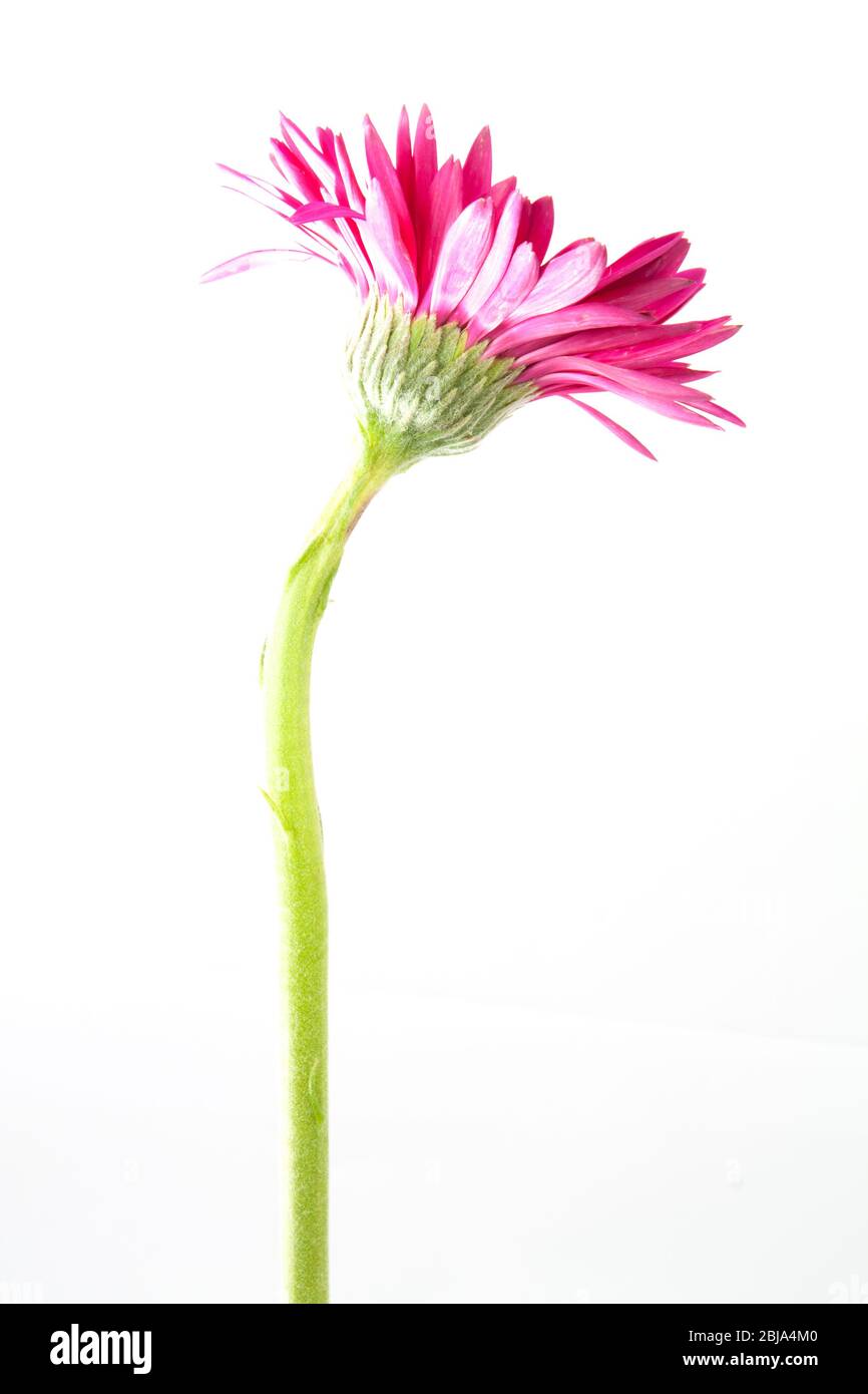 single gerbera flower pink isolated on white background Stock Photo - Alamy