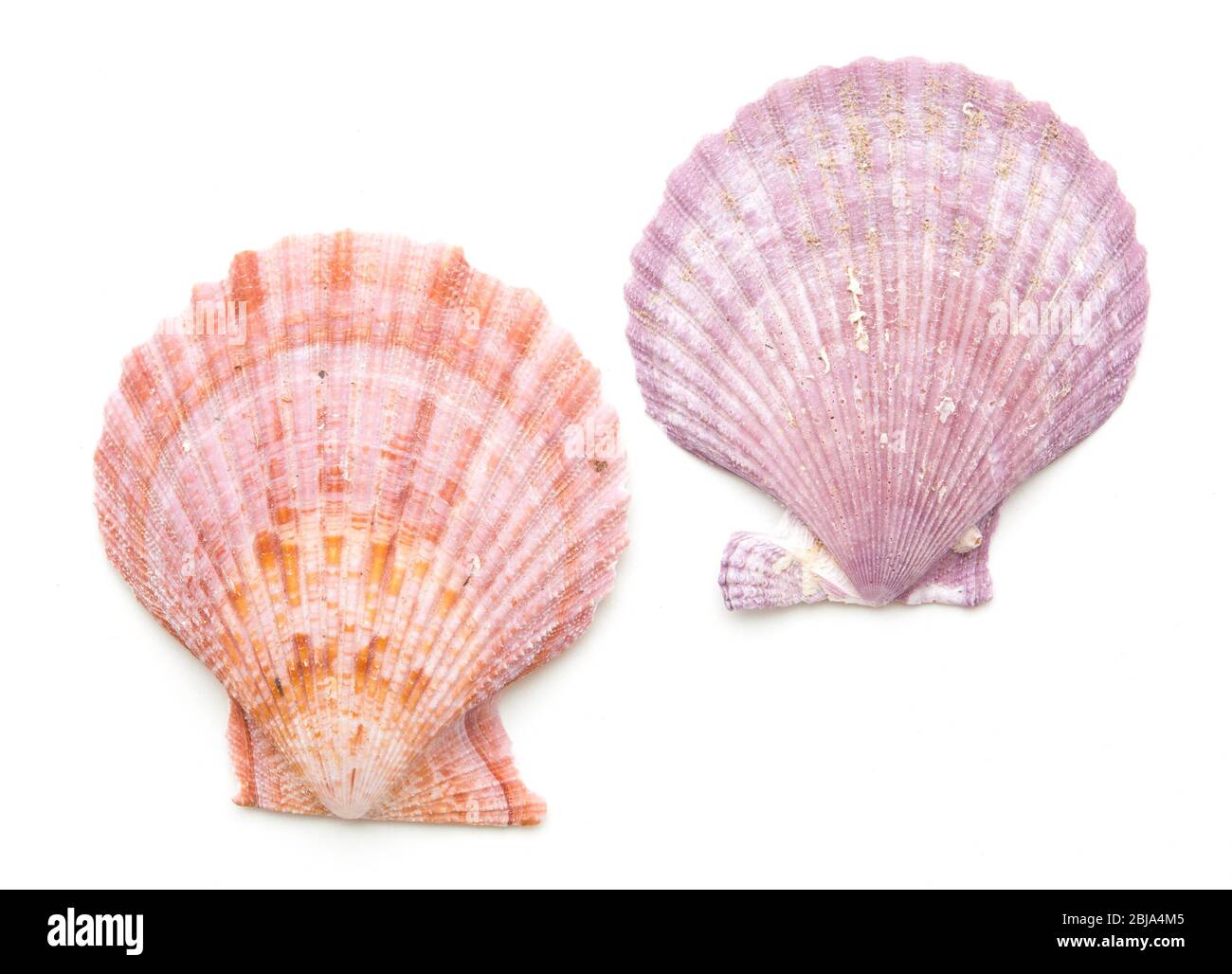 clam mollusc shells isolated on white background Stock Photo - Alamy