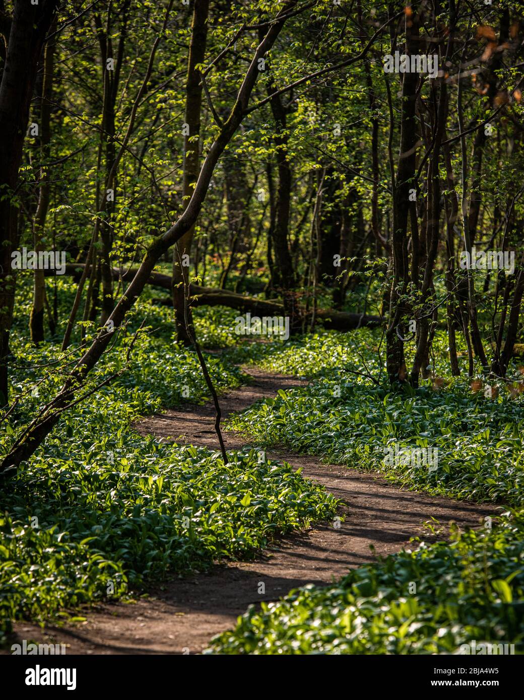 Peaceful forest trail winding hi-res stock photography and images - Alamy