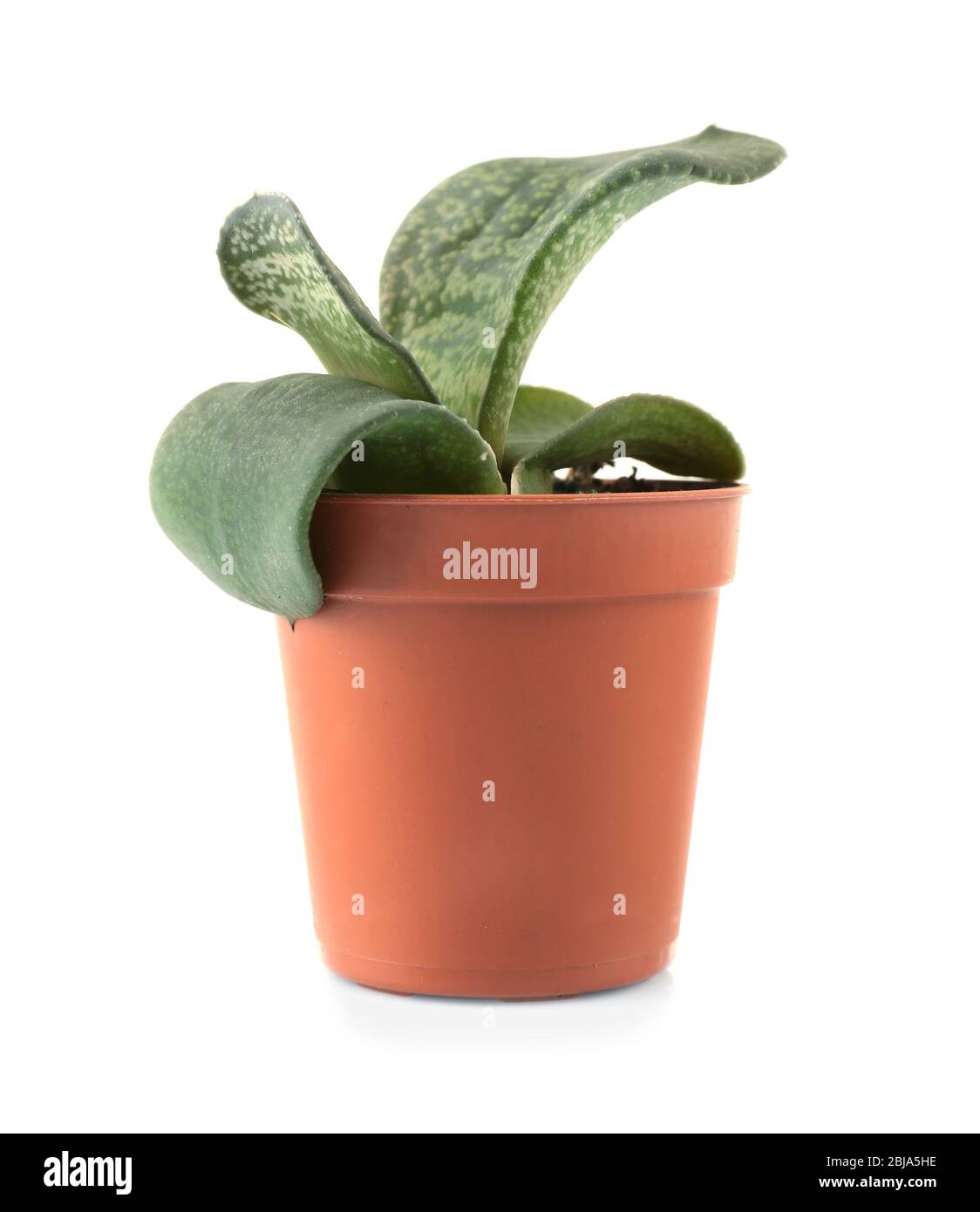 Thick leaf plant in Cut Out Stock Images & Pictures - Alamy