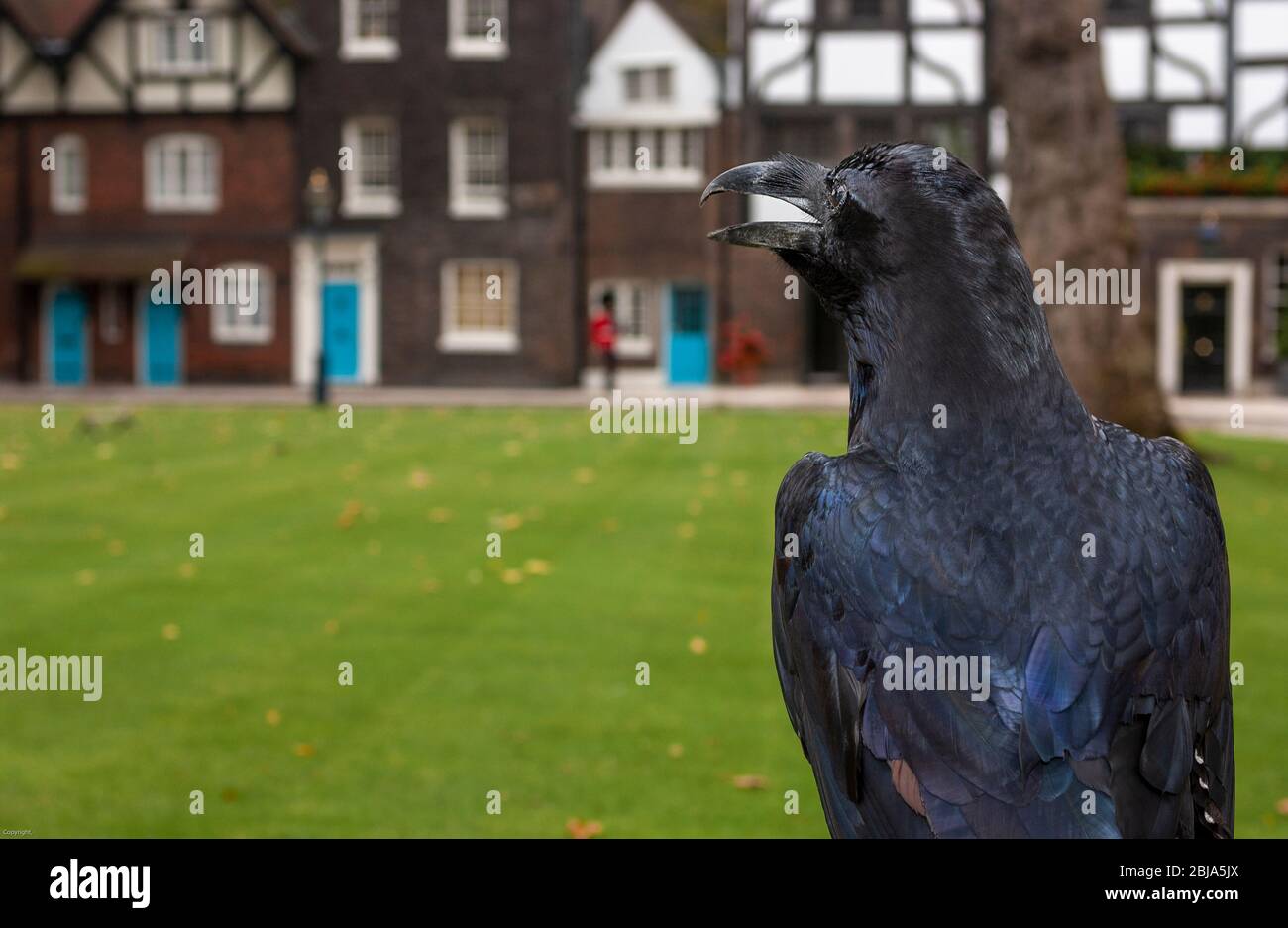 One of the famous Tower of London black ravens perching in an inner ...