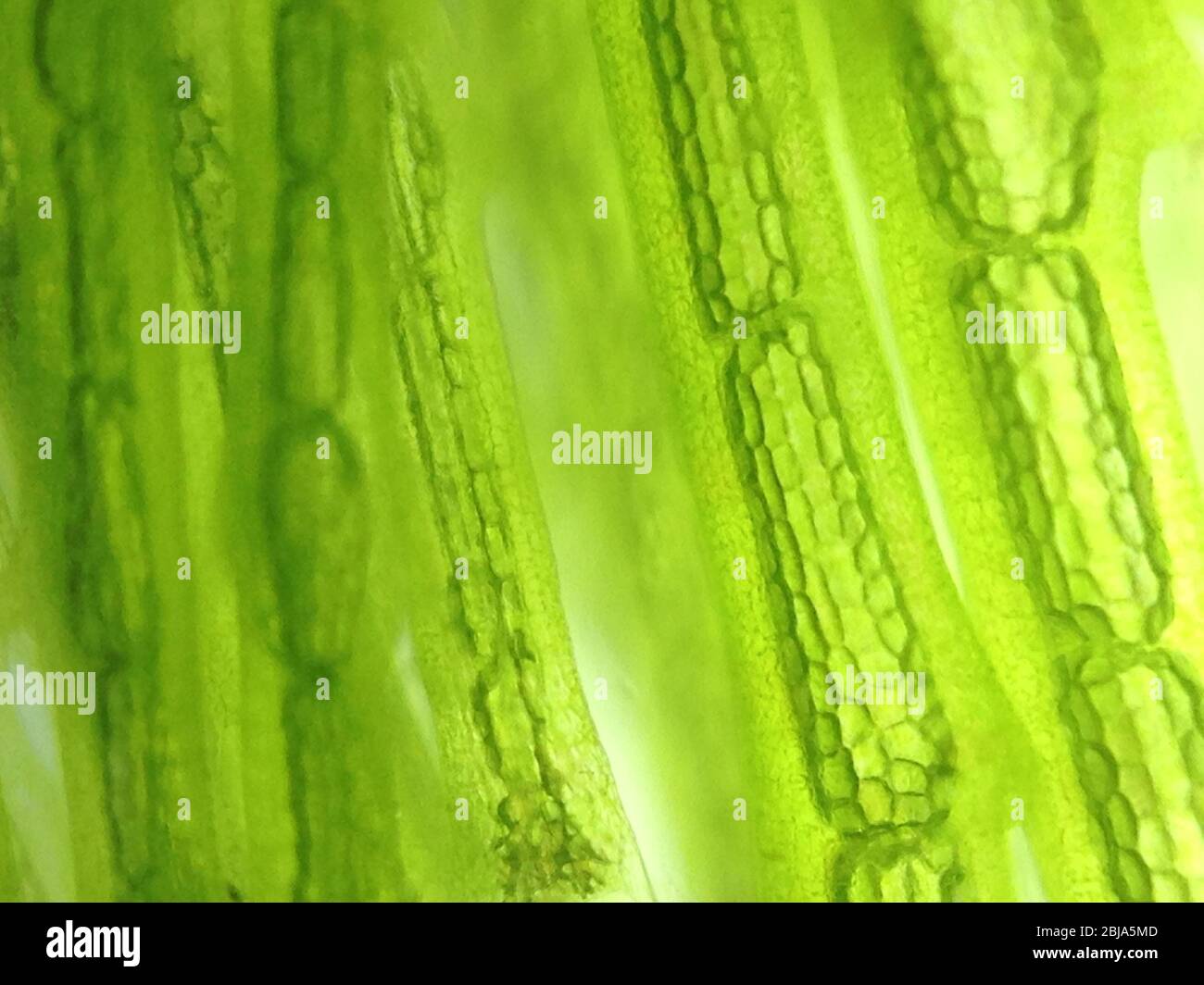 Beautiful cell zoom microorganism hi-res stock photography and images ...