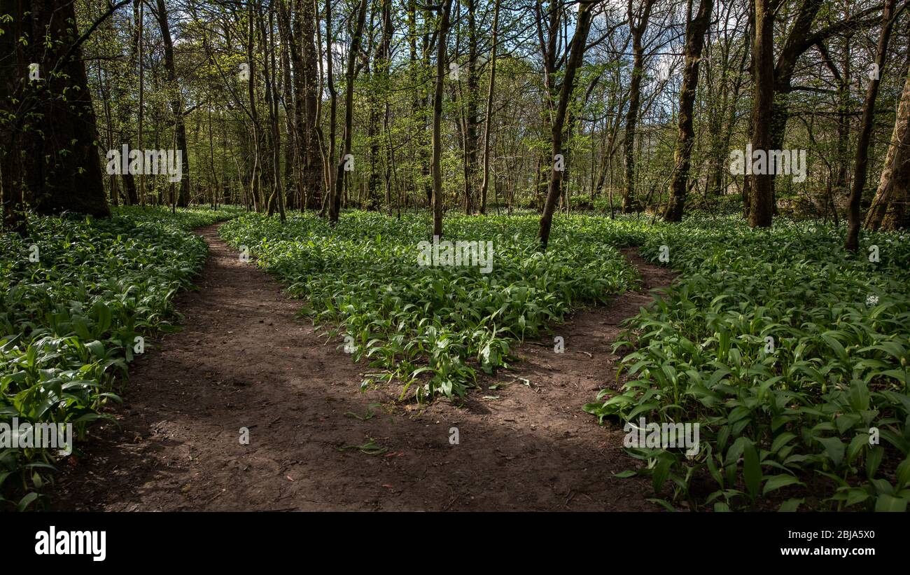 The trial splits in a woodland covered in wild garlic flowers near ...