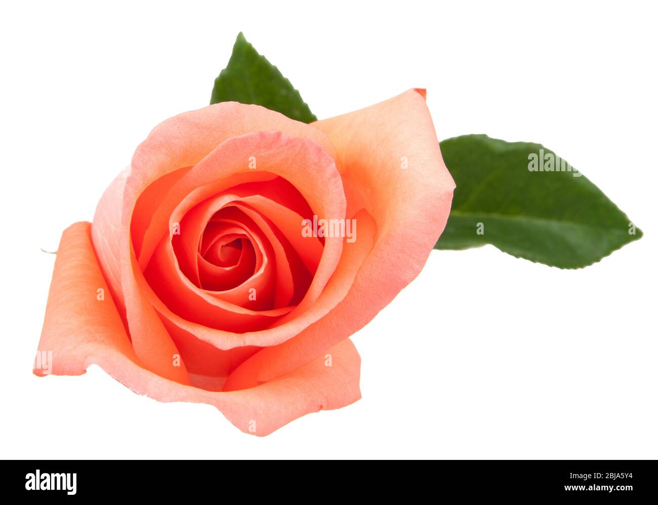 Rose head top view Cut Out Stock Images & Pictures - Alamy