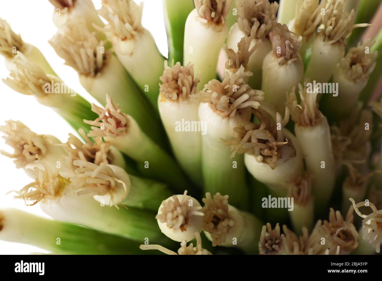 Onion roots hi-res stock photography and images - Alamy