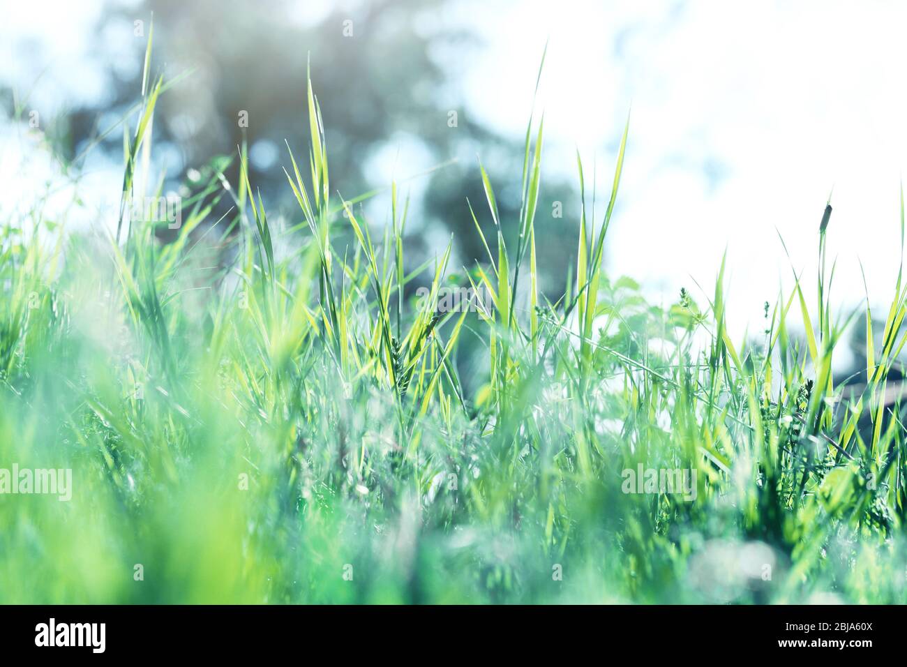 Beautiful wild green grass in shiny summer day Stock Photo - Alamy