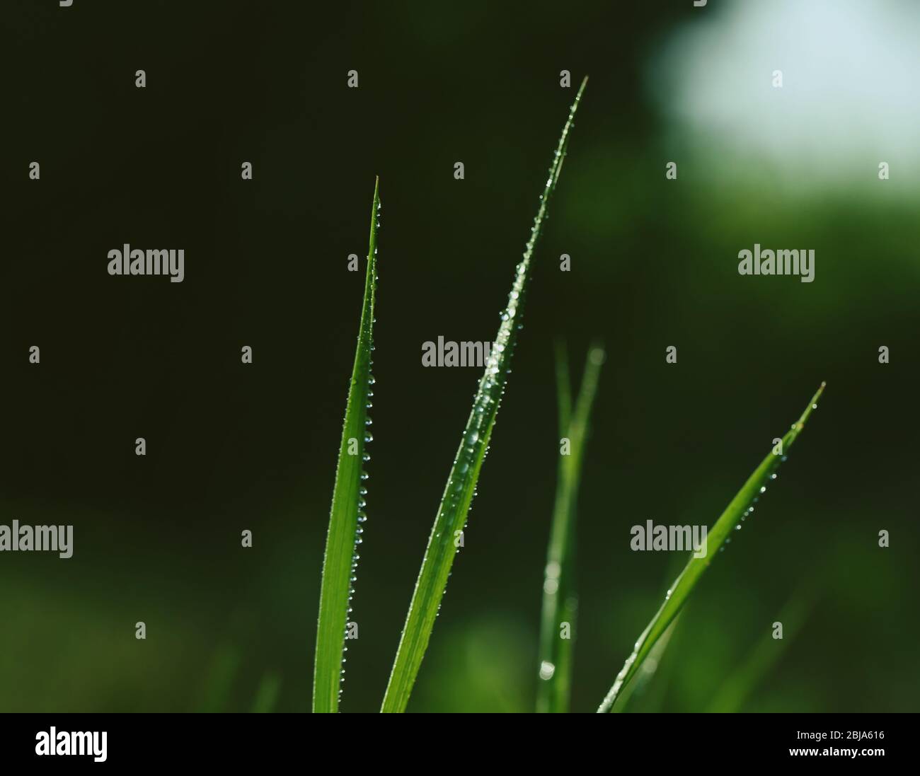Beautiful wet grass on blurred nature background Stock Photo - Alamy