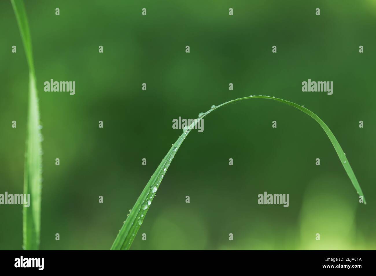 Beautiful wet grass on blurred nature background Stock Photo - Alamy