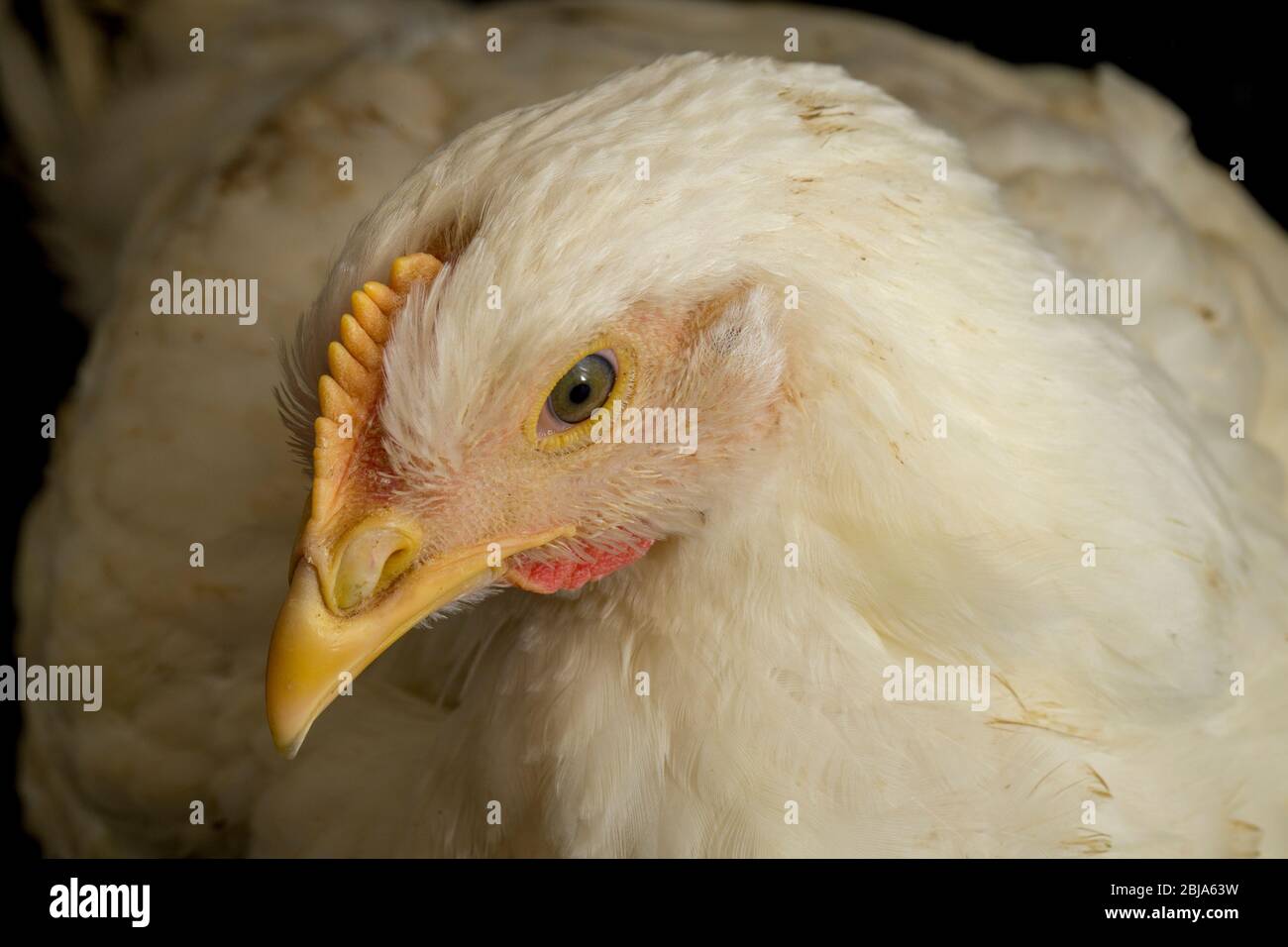 Chicken Broiler Poultry Chicken Coop Meat isolated on black background ...