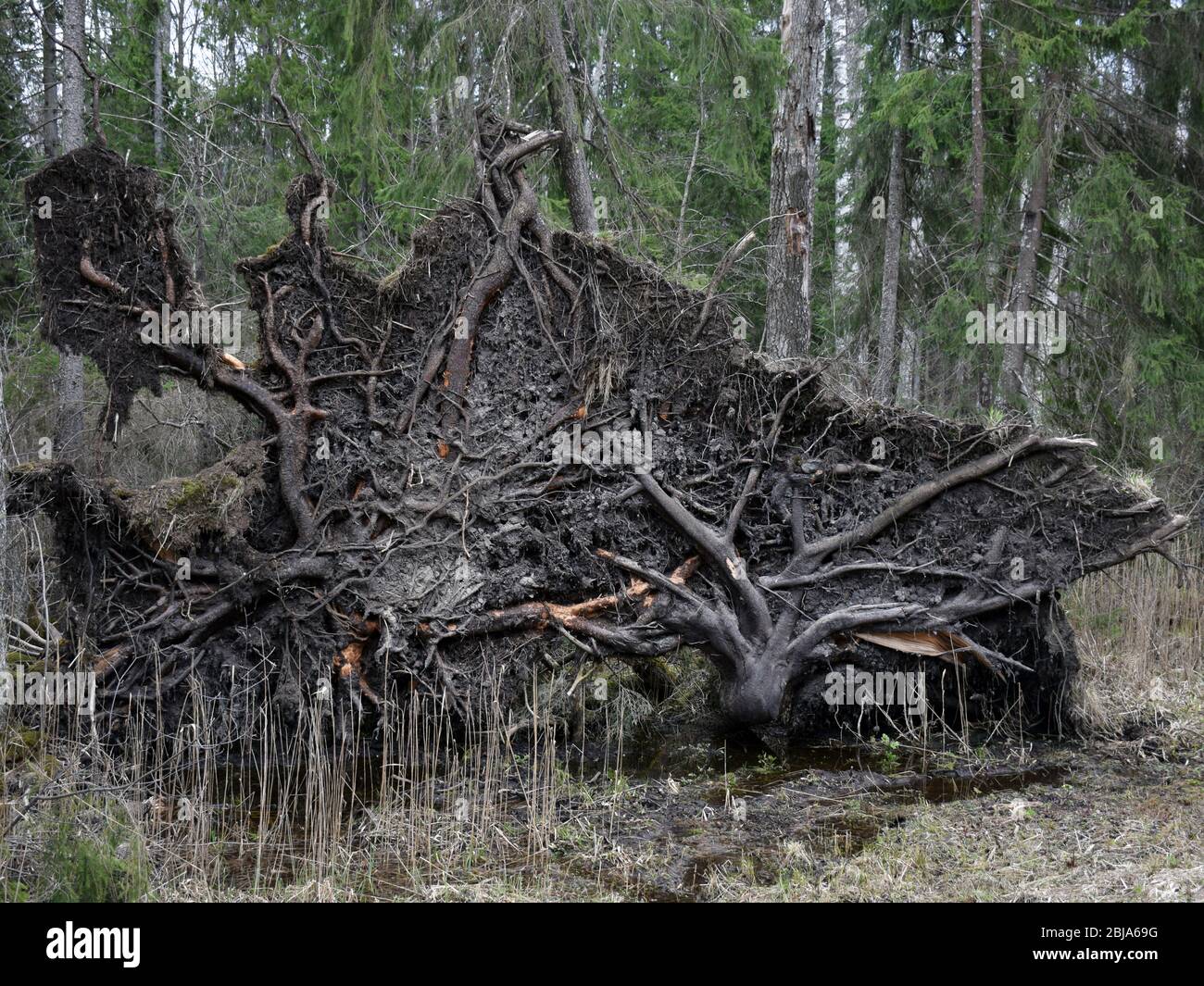 landscape with black tree roots, dirty and wet forest in early spring ...