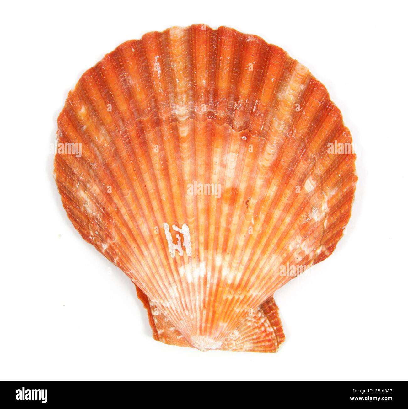 Orange shell see pectinidae on the white background Stock Photo - Alamy
