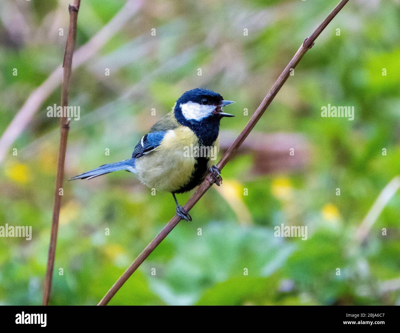 Adult male Great Tit, Parus major, Scotland, UK Stock Photo - Alamy