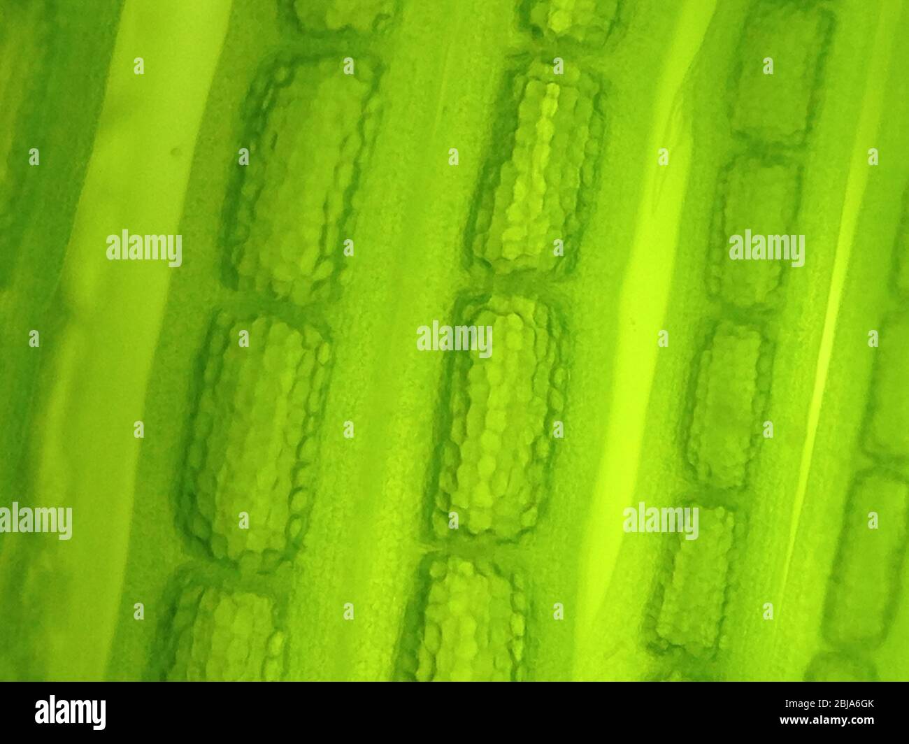 Beautiful cell zoom microorganism hi-res stock photography and images ...