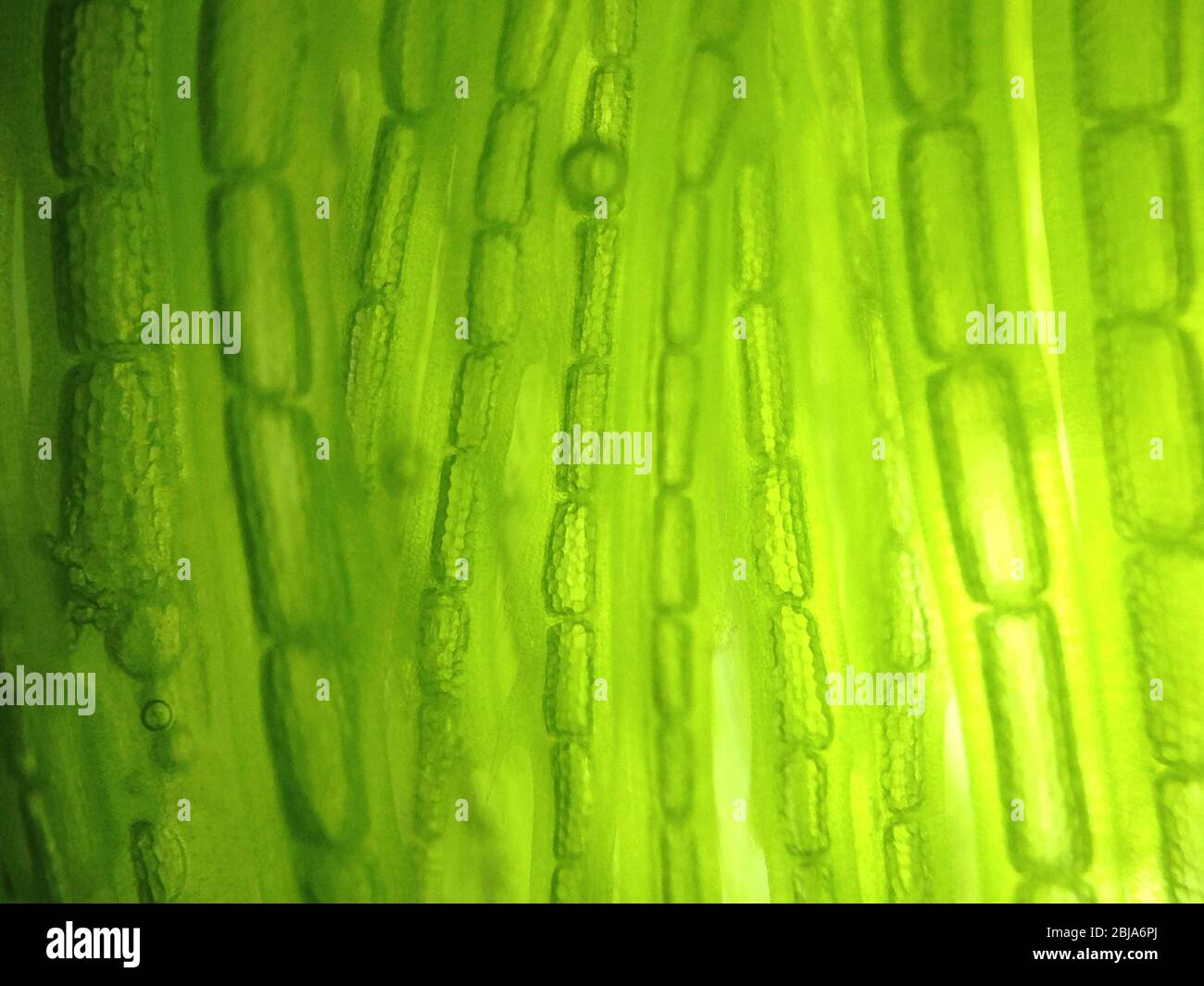 Beautiful zoom microorganism algae cell Stock Photo - Alamy