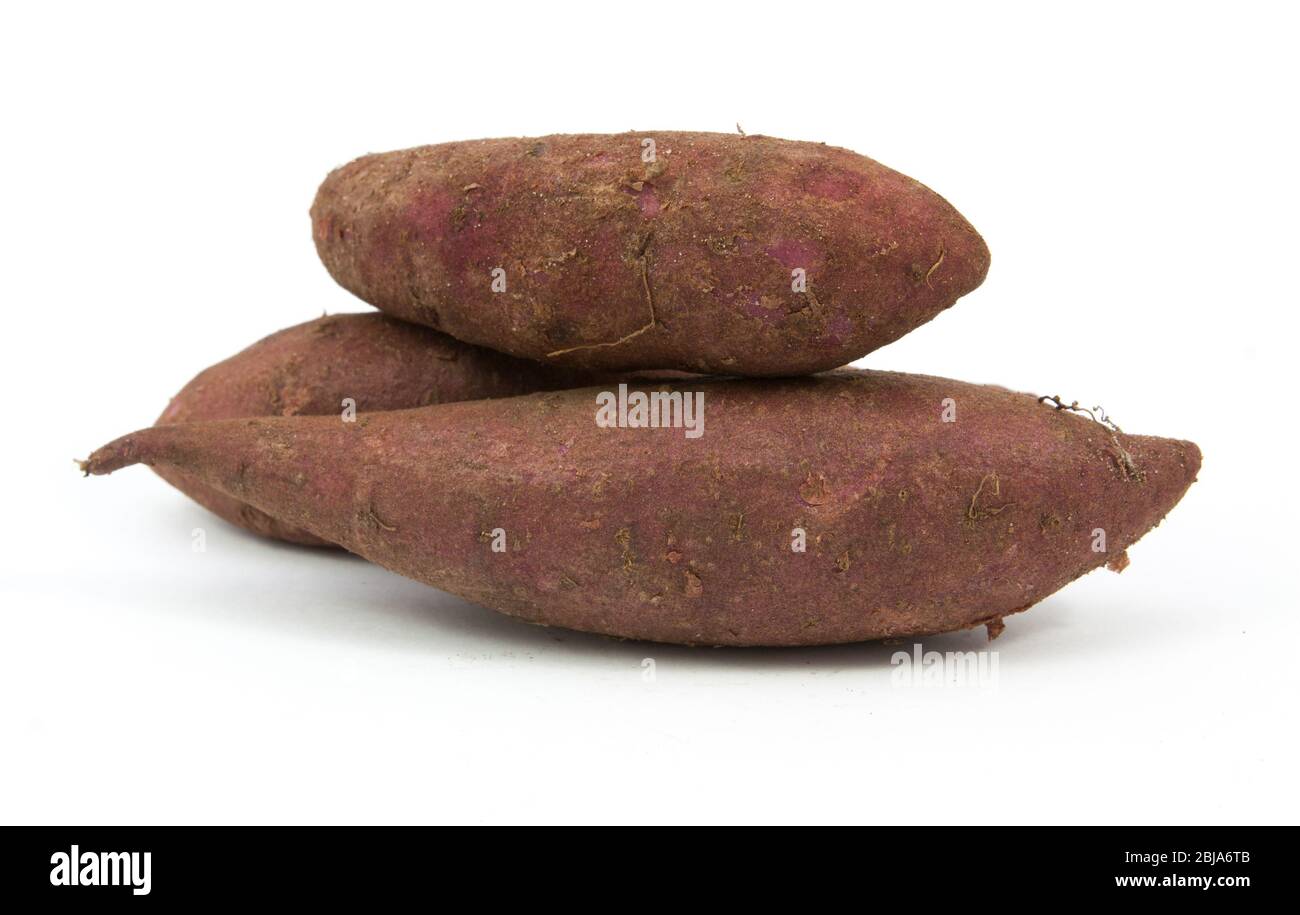 tapioca plants cassava closeup isolated on white background Stock Photo ...