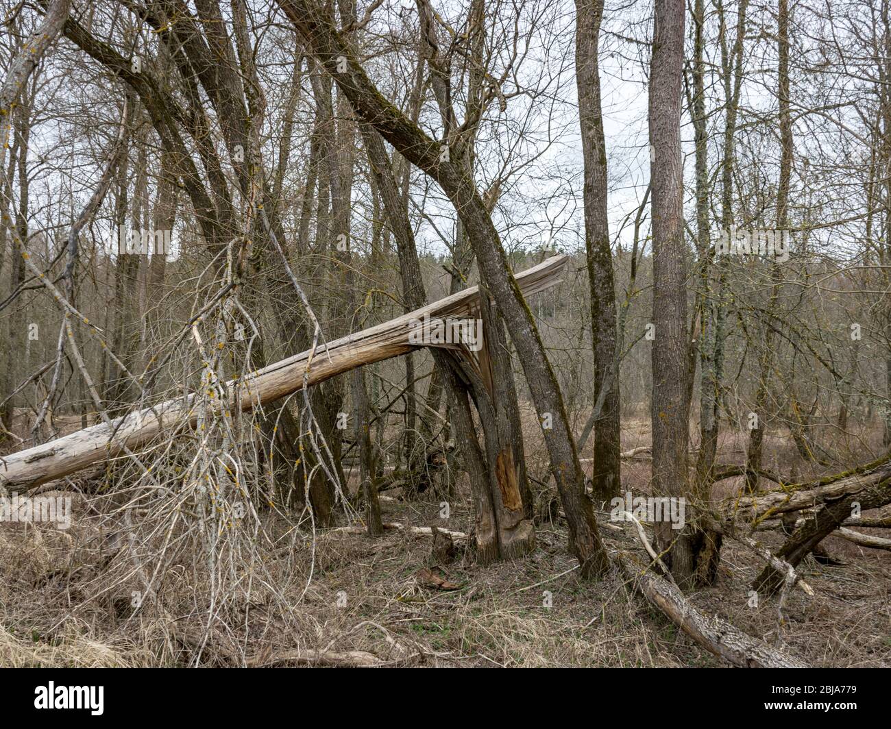 wild landscape, old trees, old dry grass, cloudy weather, beaver barked ...