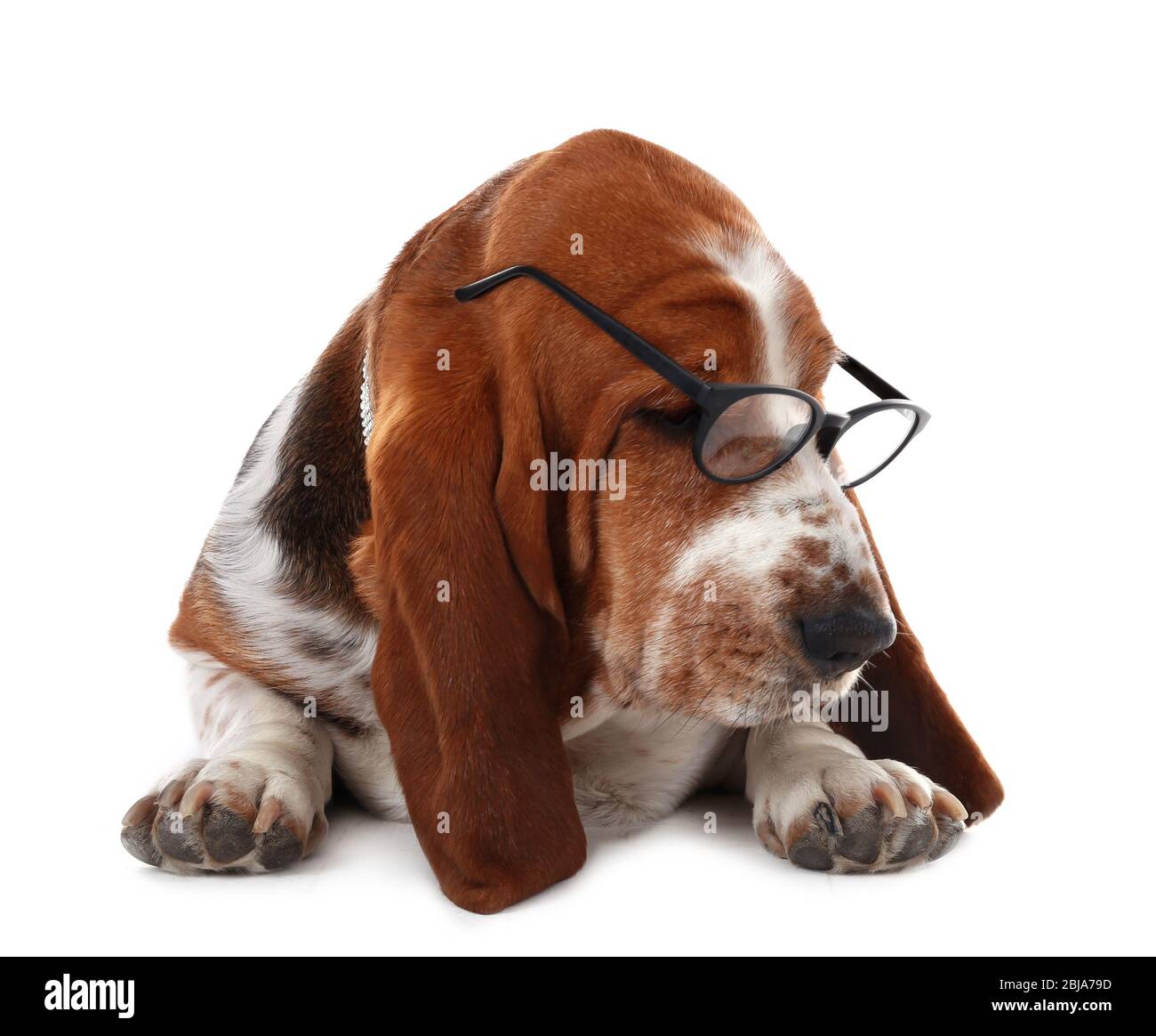 Basset hound dog in glasses on white background Stock Photo - Alamy