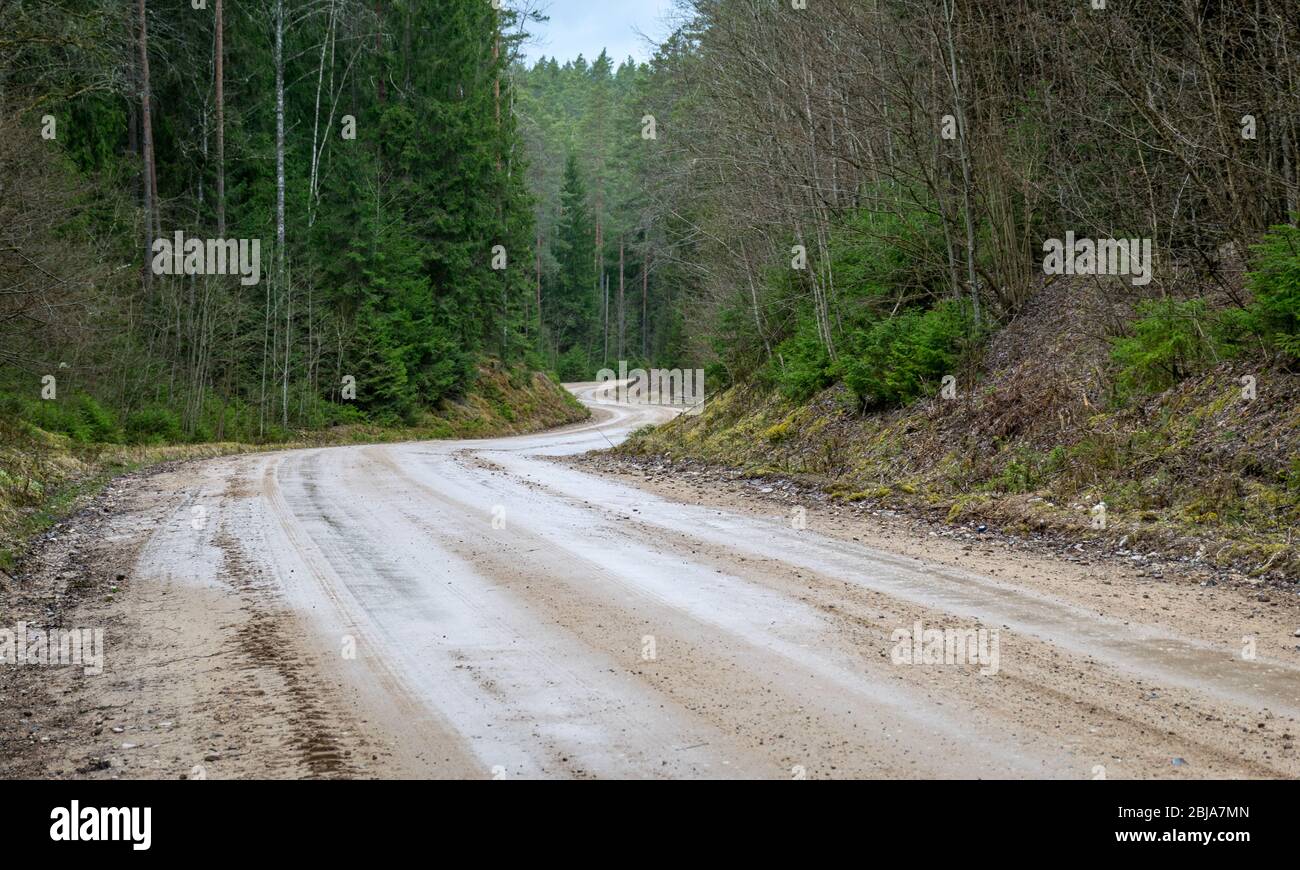 landscape with a spruce forest through which a wet dirt road passes ...